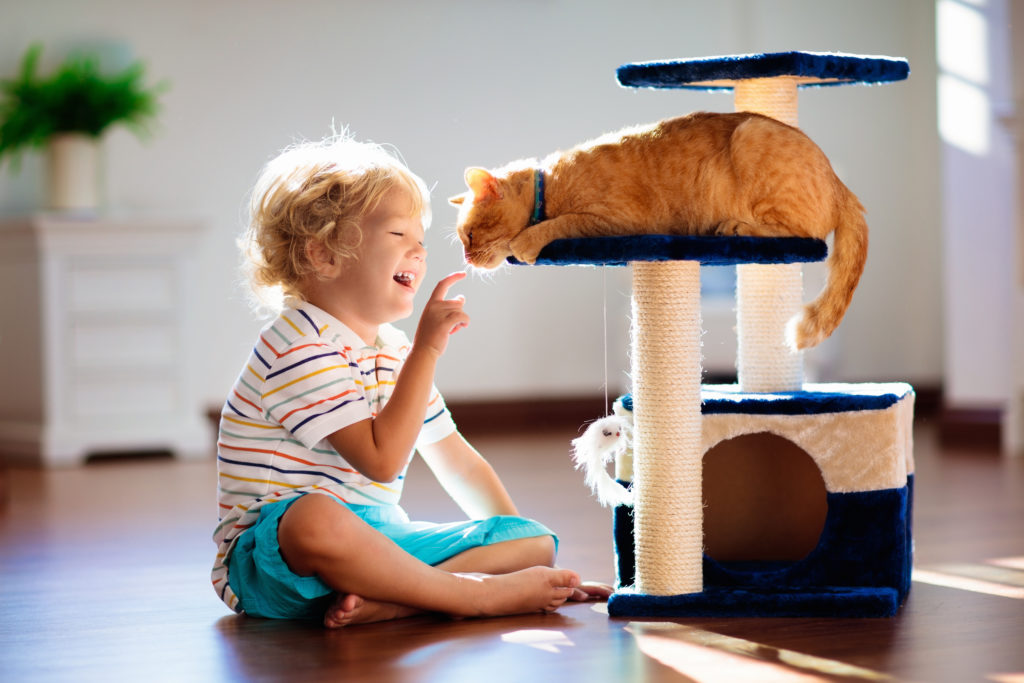Introducing Your Kitten to Adults, Children, and Pets - Feline Foster
