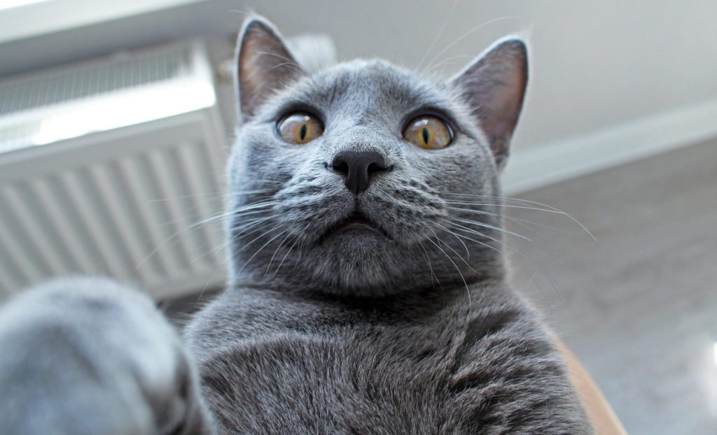 Marketing Your Foster Cat - Feline Foster